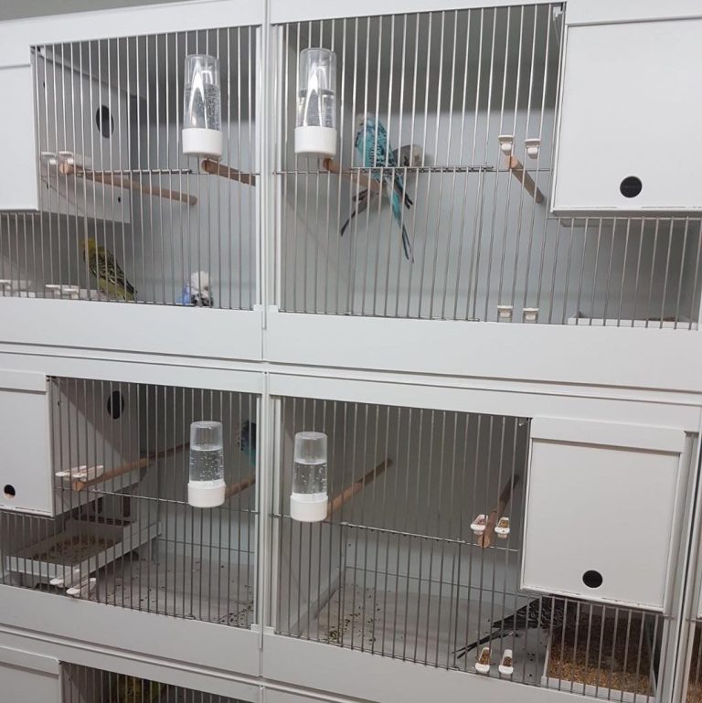 DTV Plastic Budgerigar style Breeding Cages | Sam 1 Bird Products