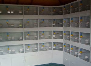 DTV Plastic Finch & Canary style Breeding Cages | Sam 1 Bird Products