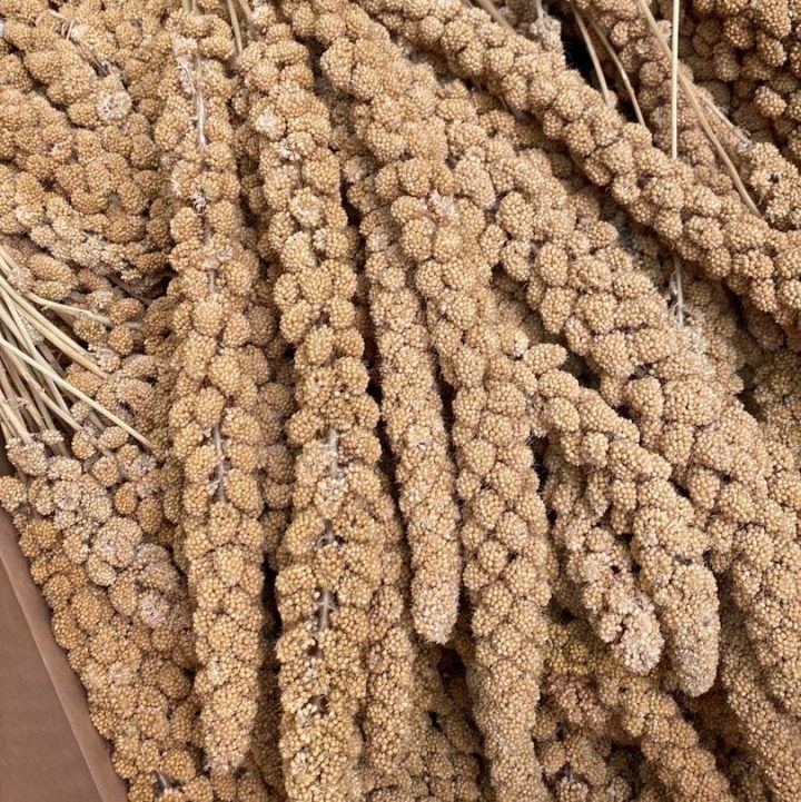 Millet Sprays (2x 15kg boxes) | Sam 1 Bird Products